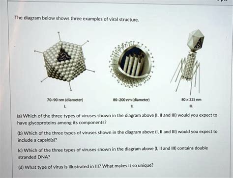 The Diagram Below Shows Three Examples Of Viral Structure 70 90 Nm