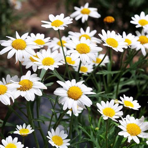 Daisy