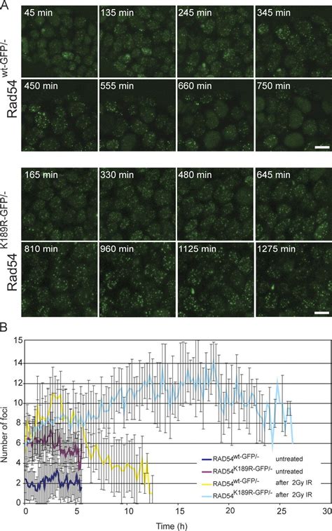 Fcs Concentration Measurement A Autocorrelation Function G