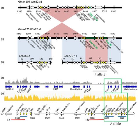 Genome Organization Around The Iⁱ Allele Containing Highly Repeated Chs