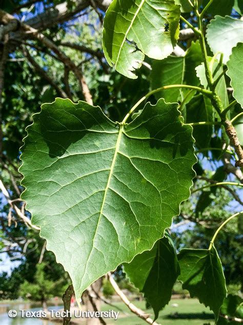 Cottonwood Tree Without Leaves At Isabella Jolly Blog