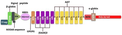 Bioinformatics Designing And Molecular Modelling Of A Universal Mrna Vaccine For Sars Cov 2