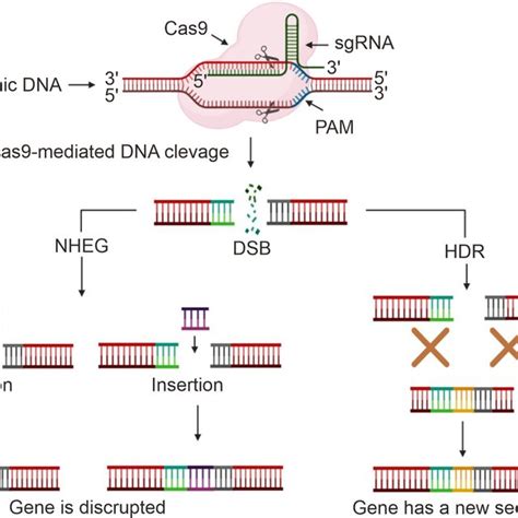 Schematic Illustration Of Base Editing A C‐to‐t Base Editing Cbe Is