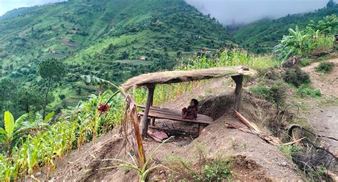 वन्यजन्तुले खाइदिन्छन् किसानको ‘गास अन्नपूर्ण पोस्ट्