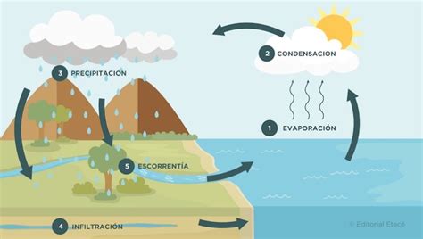 Ciclo del oxígeno Qué es sus etapas e importancia