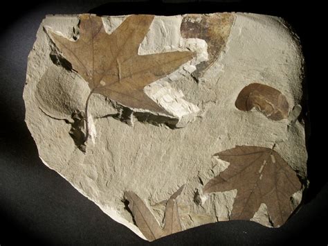 Platanus Fossil