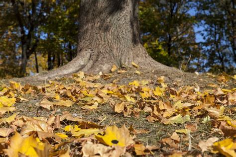 Deciduous Oak Trees In The Forest Or In The Park Stock Image Image Of