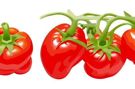 바탕에 있는 토마토 ⁇ 터 일러스트레이터 파일 프리미엄 벡터