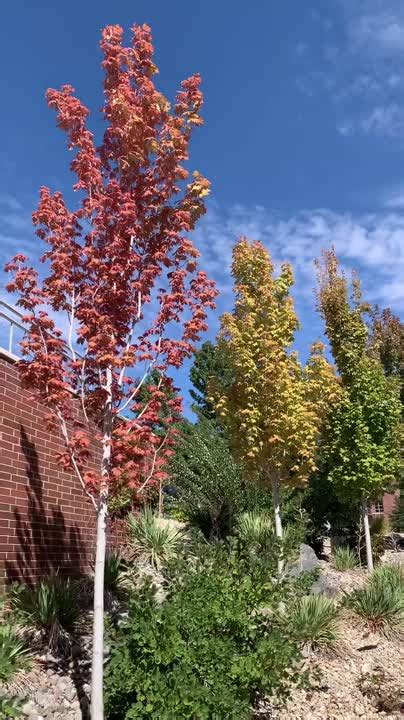 Kerry Arkell On Linkedin Campus Looks Amazing Go Wolfpack