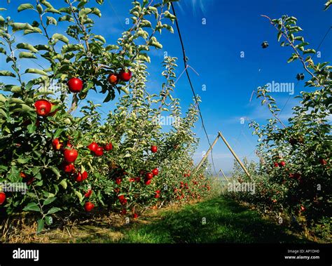 Orchard Trellis
