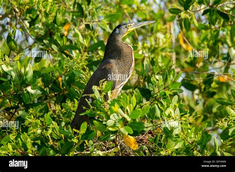 Bare Throated Tiger Heron Tigrisoma Mexicanum San Blas Nayarit Mexico