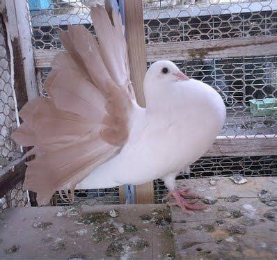 Fancy Laky White Pigeon Kabootar Breed Kabootar Baazi In Pakistan