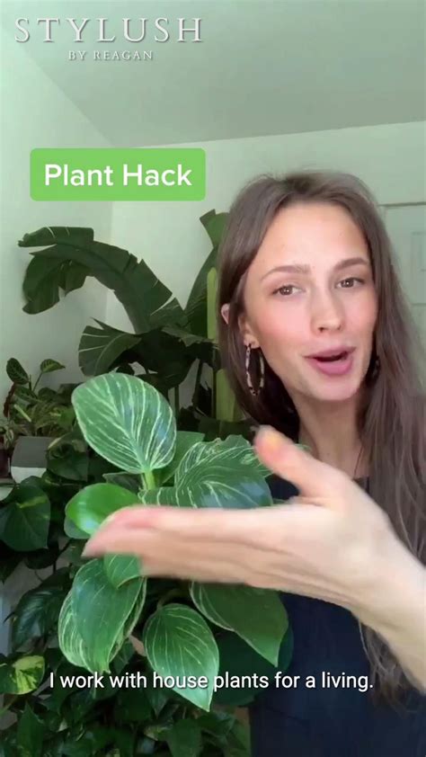 Easy Plants To Propagate Artofit