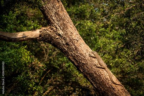 Bengal Monitor Lizard Varanus Bengalensis Reptile Varan Resting On