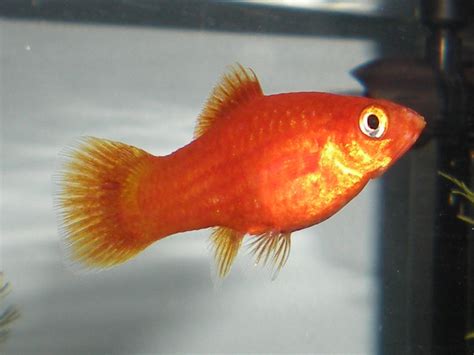 Female Swordtail Fish By Jessiejames 1992 On Deviantart