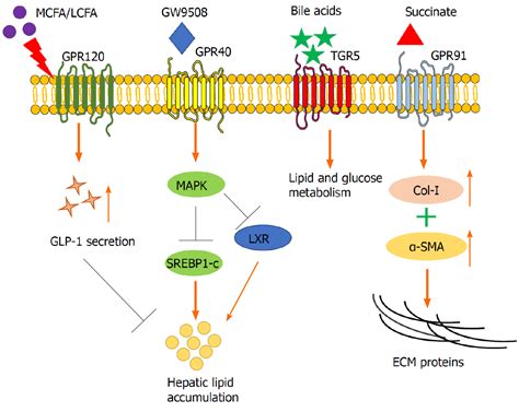 G Protein Coupled Receptors Signalling And Regulation By Lipid My Xxx