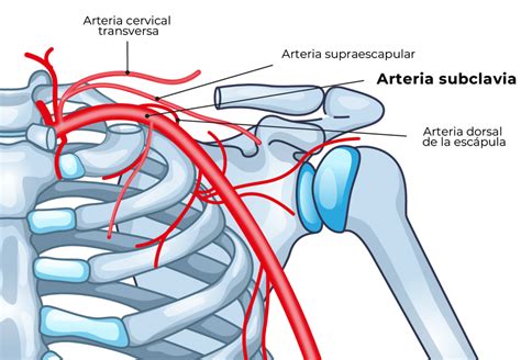 Abordaje Supraclavicular Por El Dr Carlos Salazar Campus Vygon España