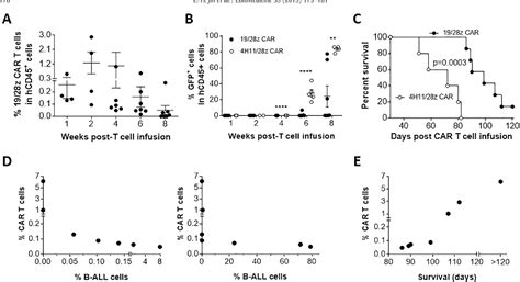 Figure 3 From Modeling Anti Cd19 Car T Cell Therapy In Humanized Mice