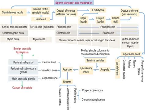 Connective Tissue Basicmedical Key