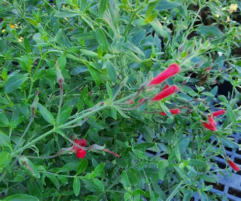 Galvezia Speciosa Firecracker Urban Tree Farm Nursery