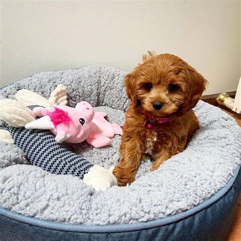 Cavapoo For Adoption