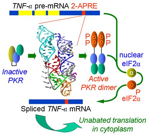 Genes Free Full Text Positive Regulation Of Splicing Of Cellular