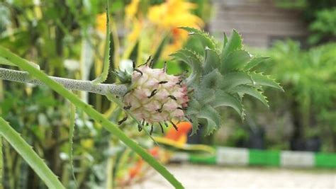 「mini Ananas」の写真素材 586件の無料イラスト画像 Adobe Stock