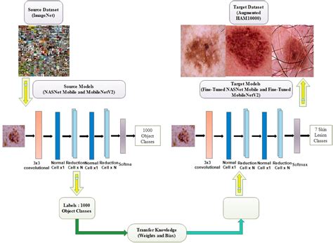 D2lfs2net Multi‐class Skin Lesion Diagnosis Using Deep Learning And Variance‐controlled Marine