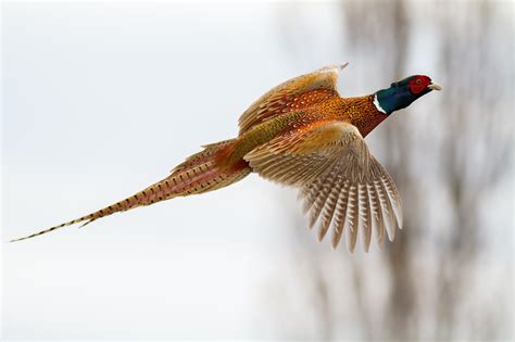 Pheasant Guides How To Clean Pheasant Like A Pro 2023