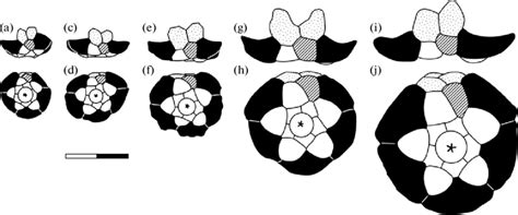 Stages Of Ontogenetic Variability Of The Cups Of Parasciadiocrinus