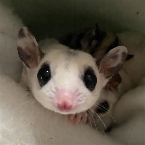 May I Offer Teeny Snoot R Snoots