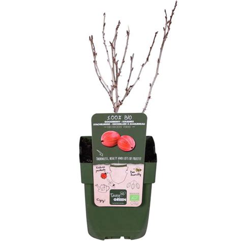 Ribes Uva Crispa ‘spine Free Perfect Garden