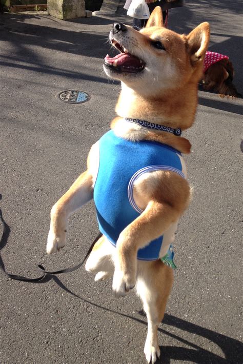 けんけんパッでんちゃんままさんの投稿写真 犬愛犬フォトコンテスト イヌトミィ