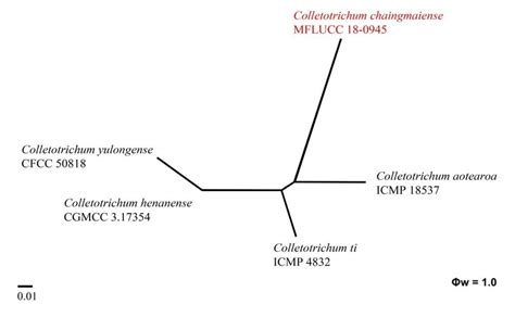 The Splits Graph From The Pairwise Homoplasy Index Phi Test