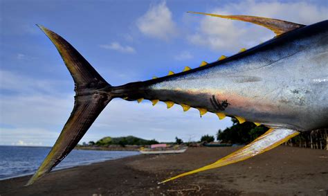 Yellowfin Tuna Facts Thunnus Albacares
