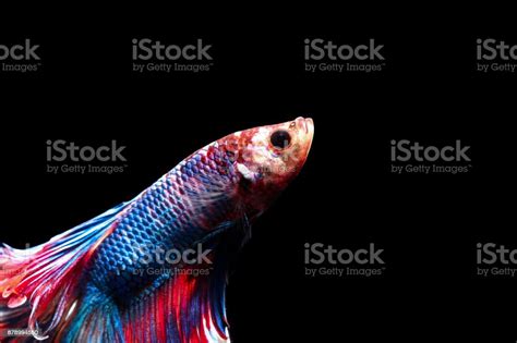 Betta の魚黒い背景に分離されたタイのシャムの戦いの魚 サイズのストックフォトや画像を多数ご用意 サイズ タイ王国 人物なし