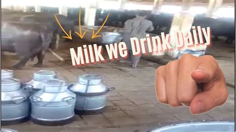 Doodh Me Milawat Saf Pani Mila Doodh YouTube