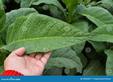 Hoja De Tabaco Joven Imagen De Archivo Imagen De Hoja 239020877