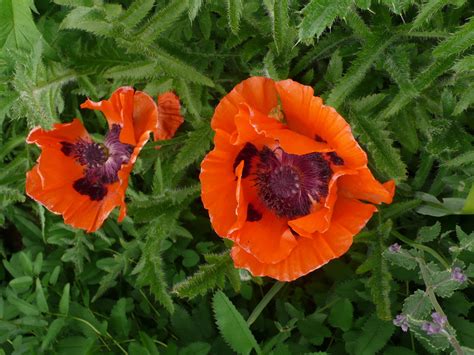 L1010260 Fat Grass Garden Designs