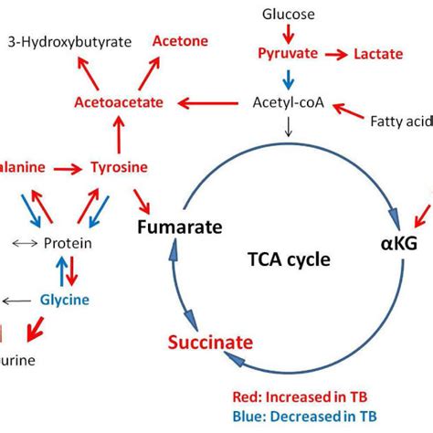 Myocardial Phosphorylation Potential Myocardial Phosphocreatine Pcr