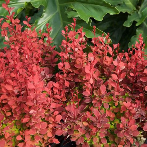 Berberis thunbergii 'Orange Rocket' - oszlopos borbolya | Florapont