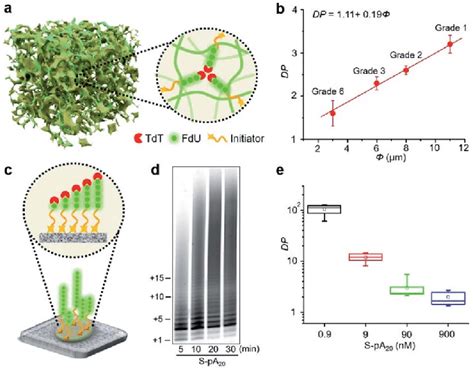 A Schematic Representation Of Paper Based Tdt Polymerization In The