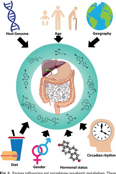 Figure 1 From Gut Reactions Breaking Down Xenobioticmicrobiome