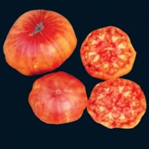 Tomato Flame Tomato Premier Seeds Direct Ltd