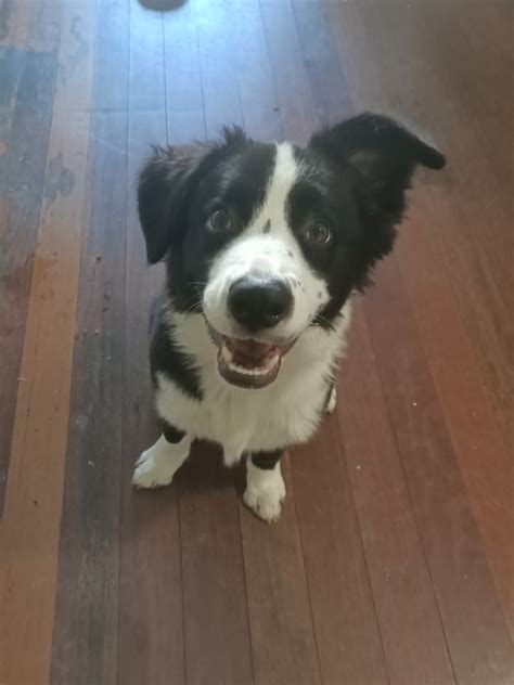 Do Border Collies have different body language to other dogs? : r/BorderCollie
