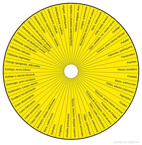 Subtil Biometro Endodermo Glandulas Suprarrenales Alveolos