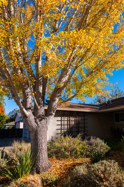 Eye Candy In Los Altos Go Now California Fall Color