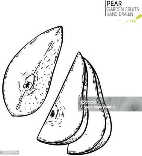 손으로 그린된 썬된 배 벡터는 일러스트 레이 션을 새겨져 있다 달콤한 천연 과일입니다 식품 건강 성분입니다 요리 화장품 패키지 디자인 약용 허브 치료 Healt 케어 가을에