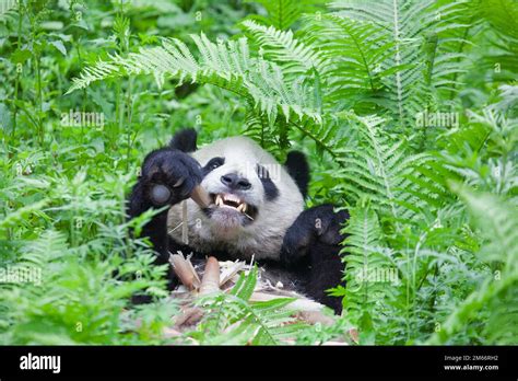 Giant Panda Eating Bamboo With Incisors And Canine Teeth Visible