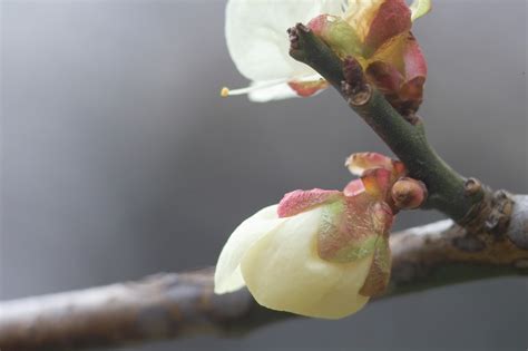 梅